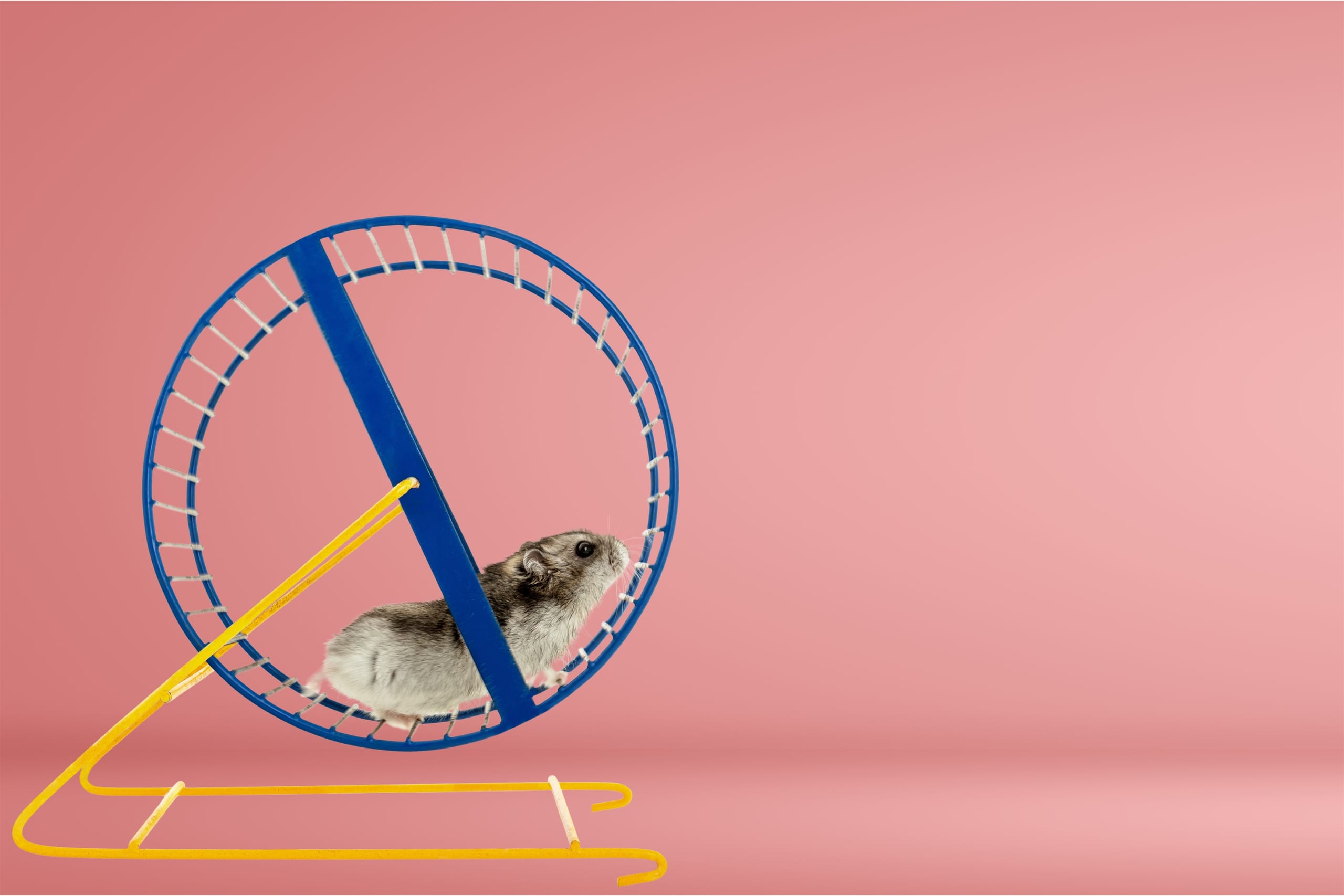Wie sich Handwerks-Chefs aus dem Hamsterrad befreien - dhz.net
